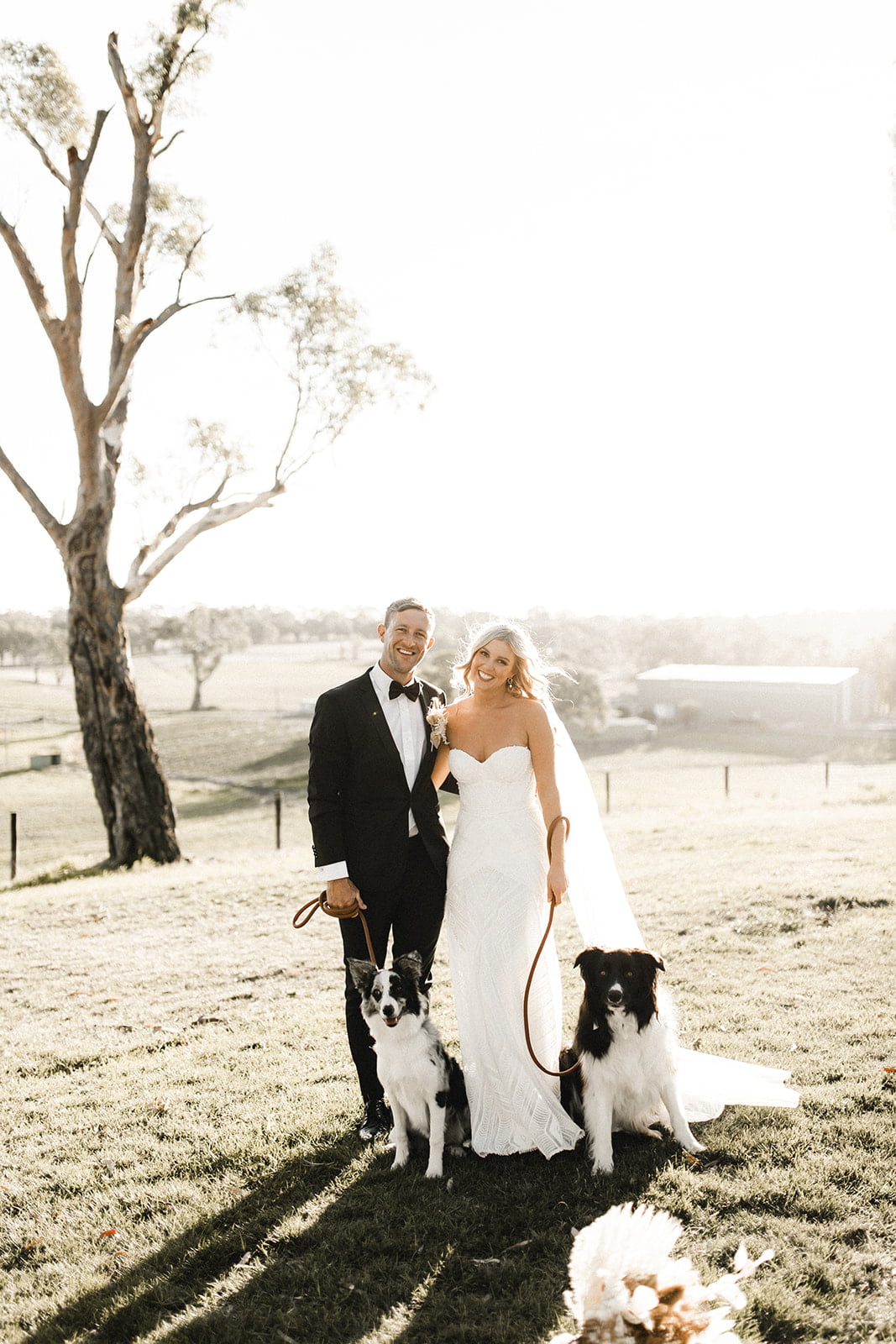 PETS AT WEDDINGS – Hello May
